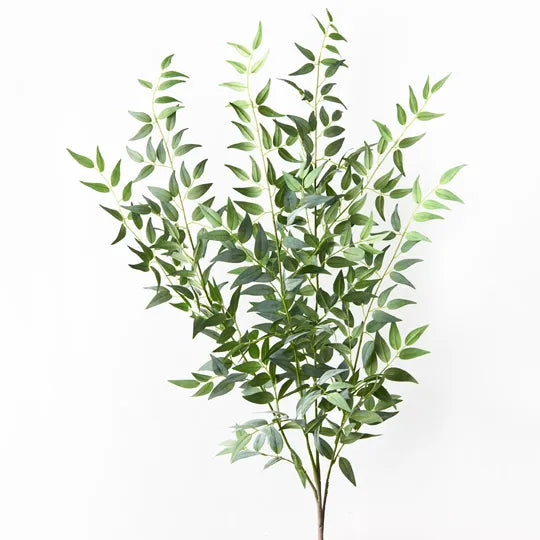 Ruscus Italian Bush – Ikos Home Pty Ltd